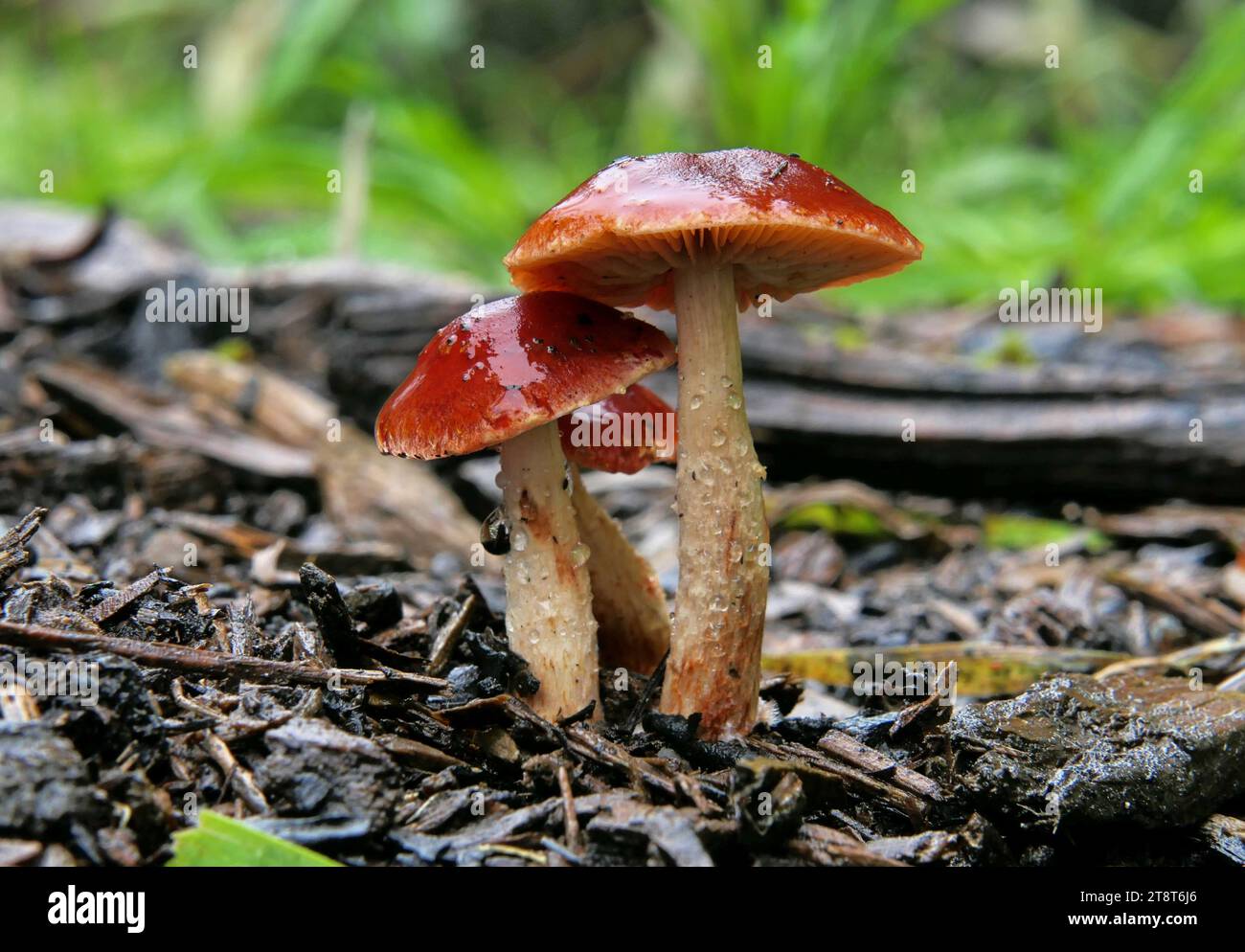 Round_head hi-res stock photography and images - Alamy
