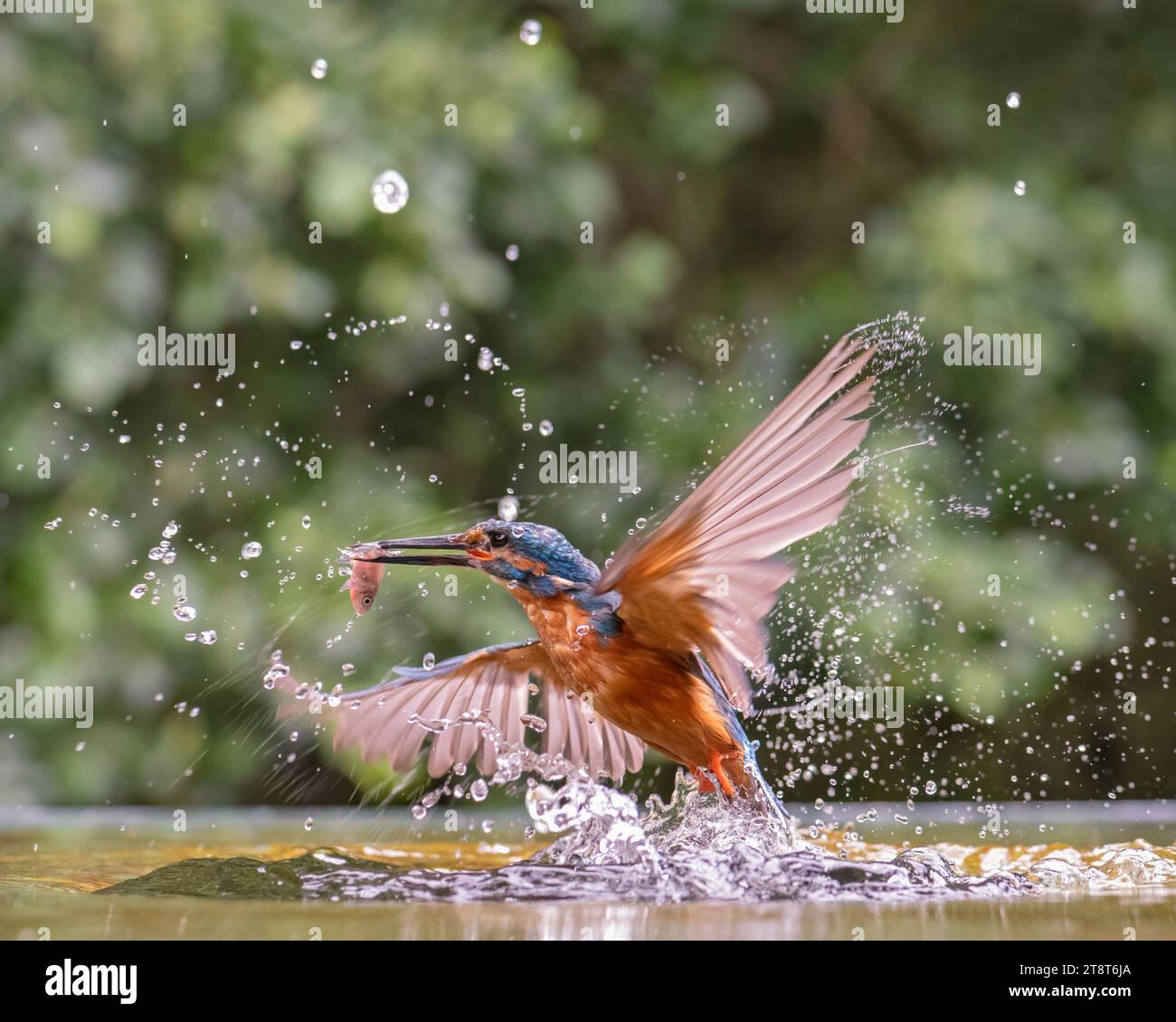 A Common Kingfisher taking off from the water to fly back to its perch ...