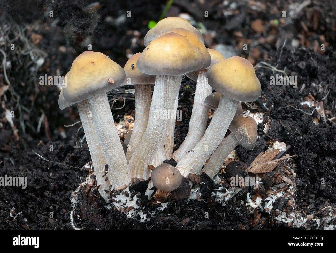 Cortinarius sp, Cortinarius is a globally distributed genus of ...