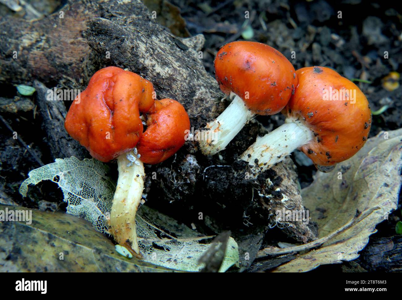 Small fungus endemic hi-res stock photography and images - Alamy