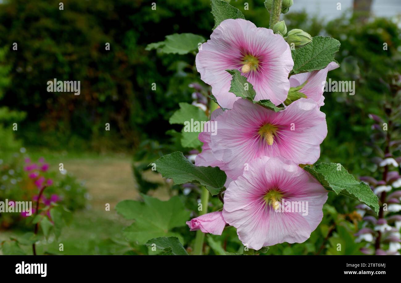 Alcea.(Hollyhock), Alcea is a genus of over 80 species of flowering ...