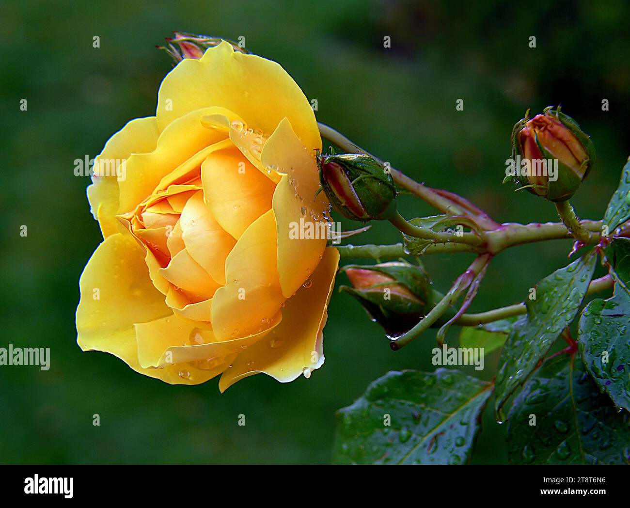 Sympathie Climber, A rose is a woody perennial of the genus Rosa ...