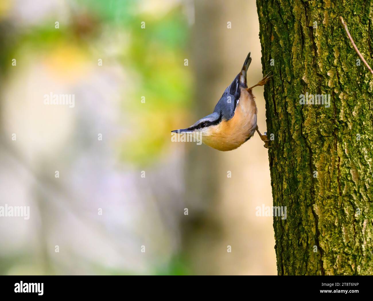Nuthatch, Sitta europaea, climbing down a tree trunk Stock Photo - Alamy