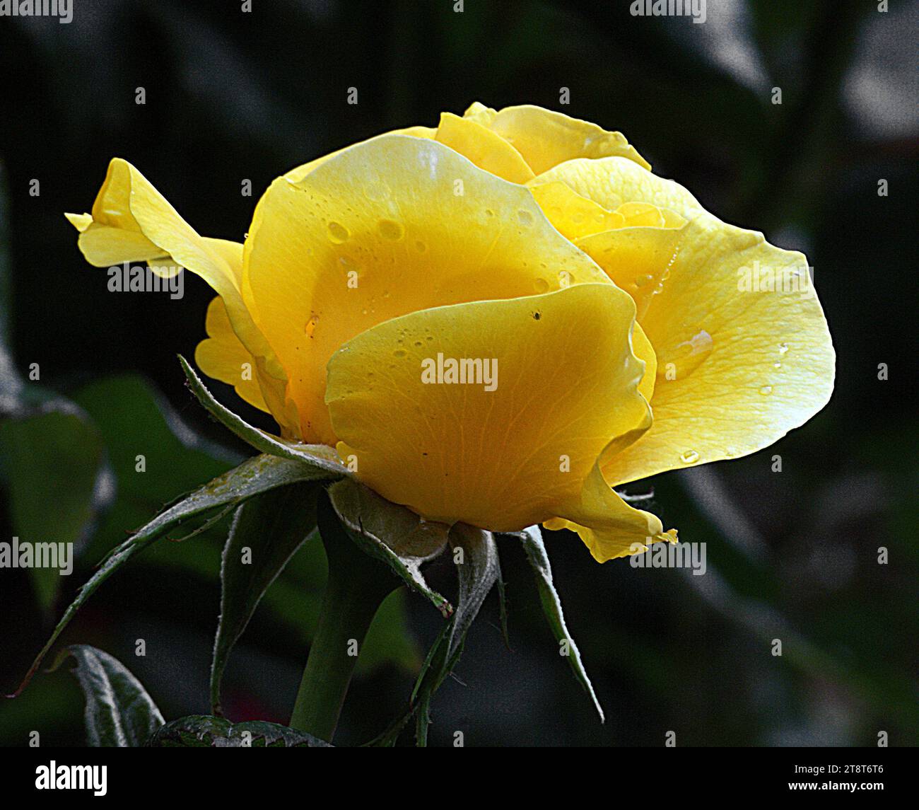 Golden Wedding. Rose, Bears large, well-formed, golden yellow flowers ...
