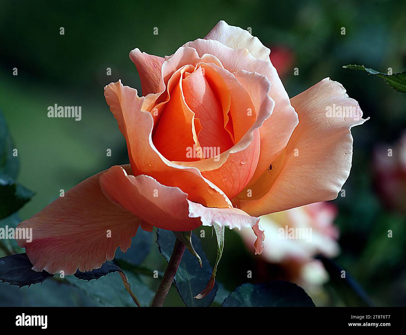 Rose hybrid hi-res stock photography and images - Alamy
