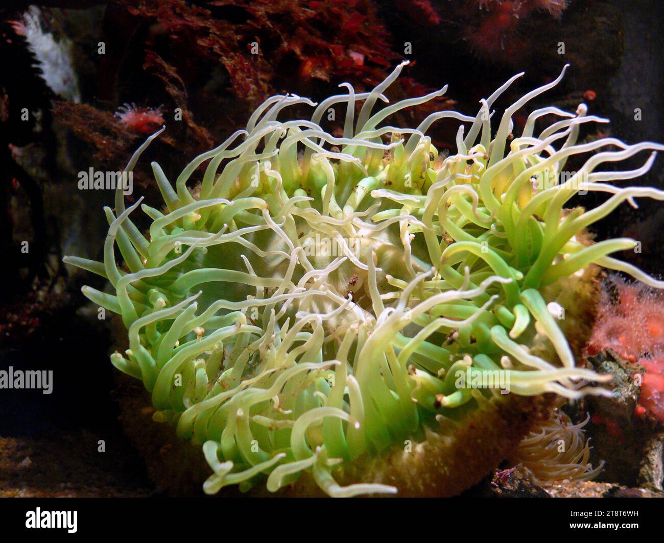 Microscopic algae live hi-res stock photography and images - Alamy