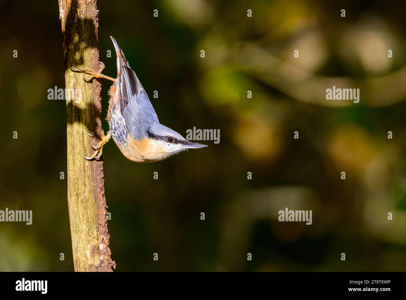 Nuthatch, Sitta europaea, climbing down a tree branch Stock Photo - Alamy