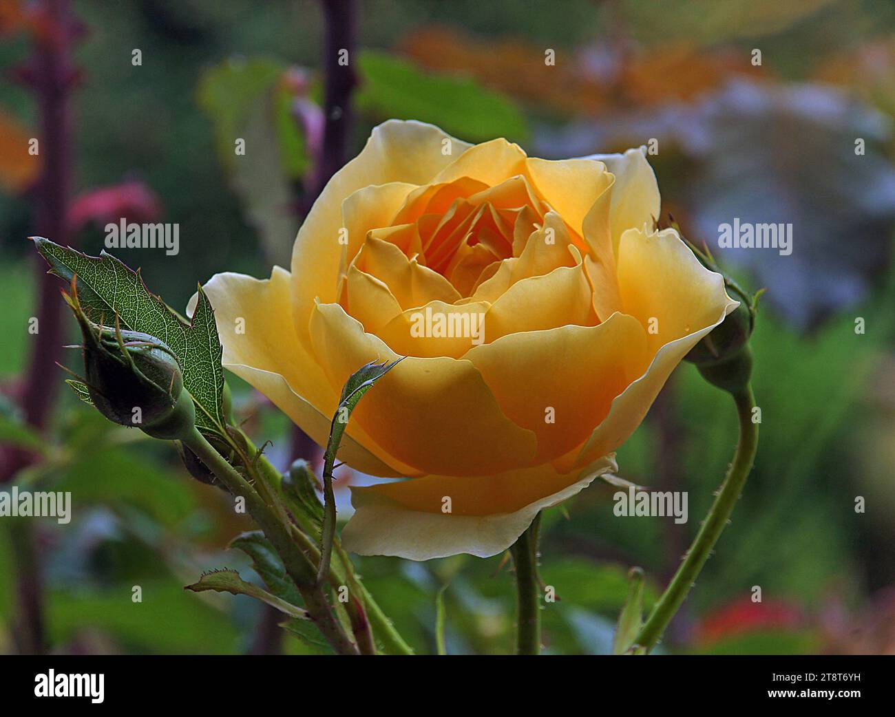 Graham Thomas (rose), The cup shaped flowers are of medium size. Their ...