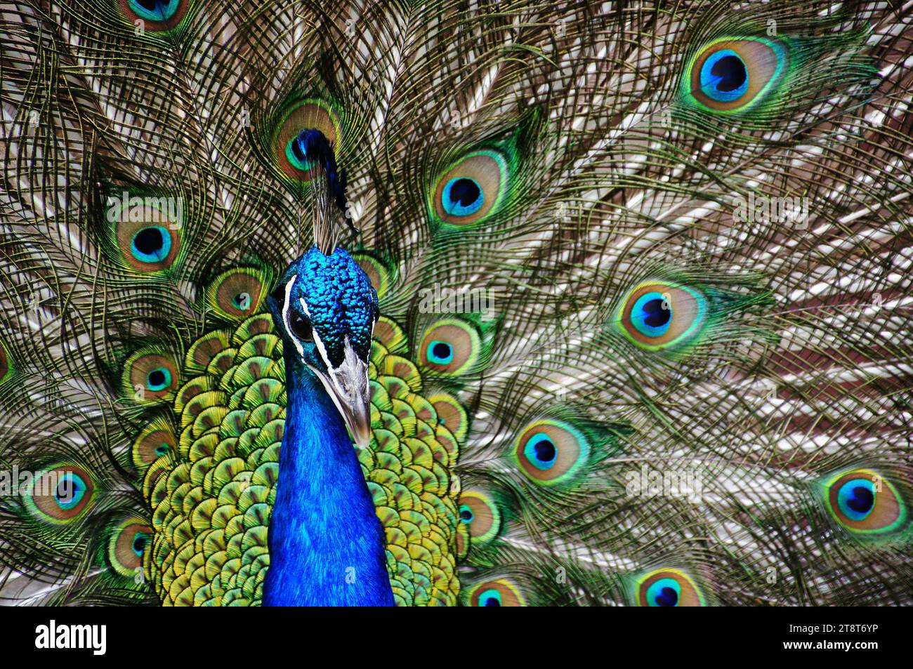 Peacock, Peacocks are large, colorful pheasants (typically blue and ...