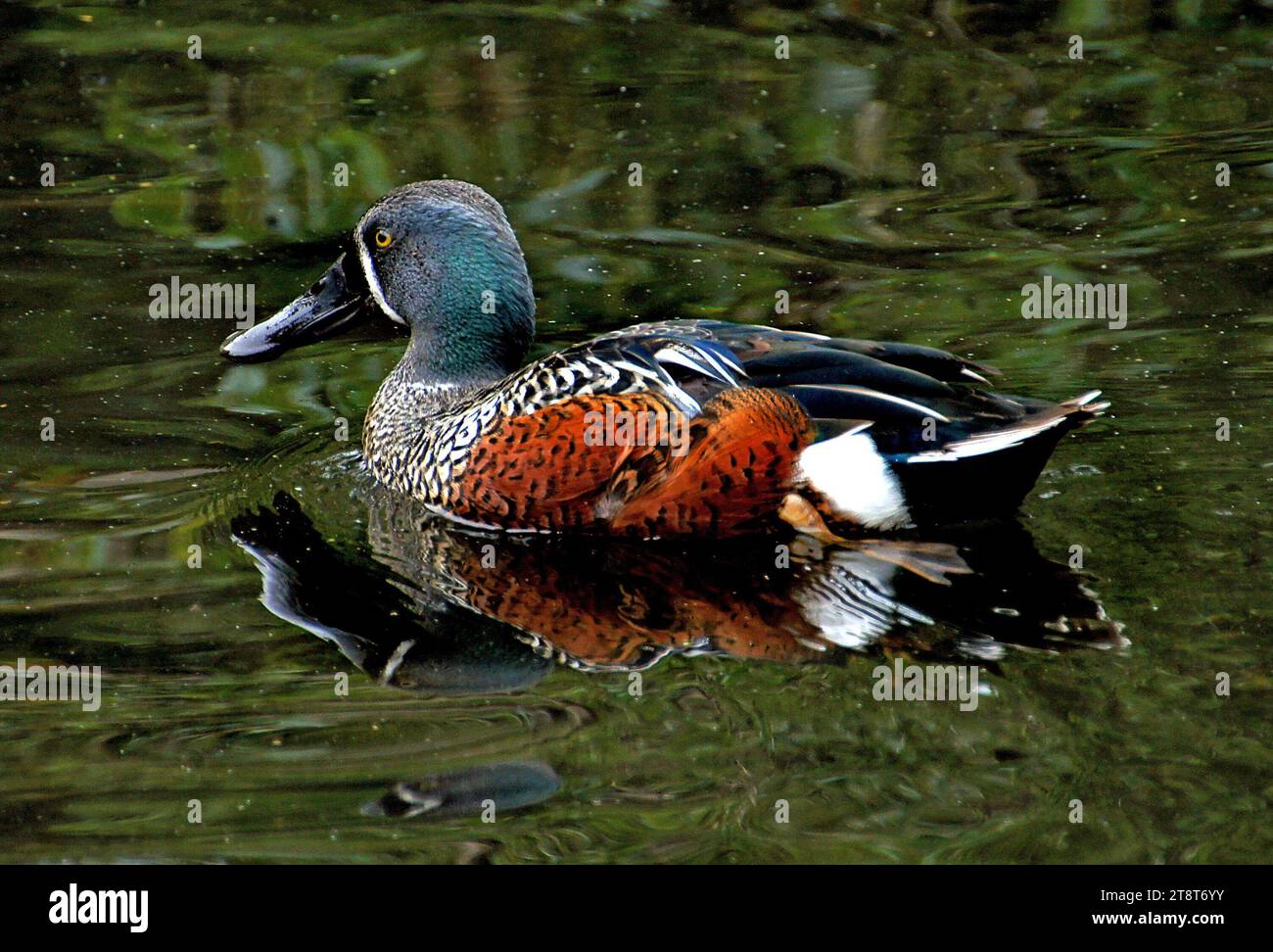 Anas rhynchoist hi-res stock photography and images - Alamy