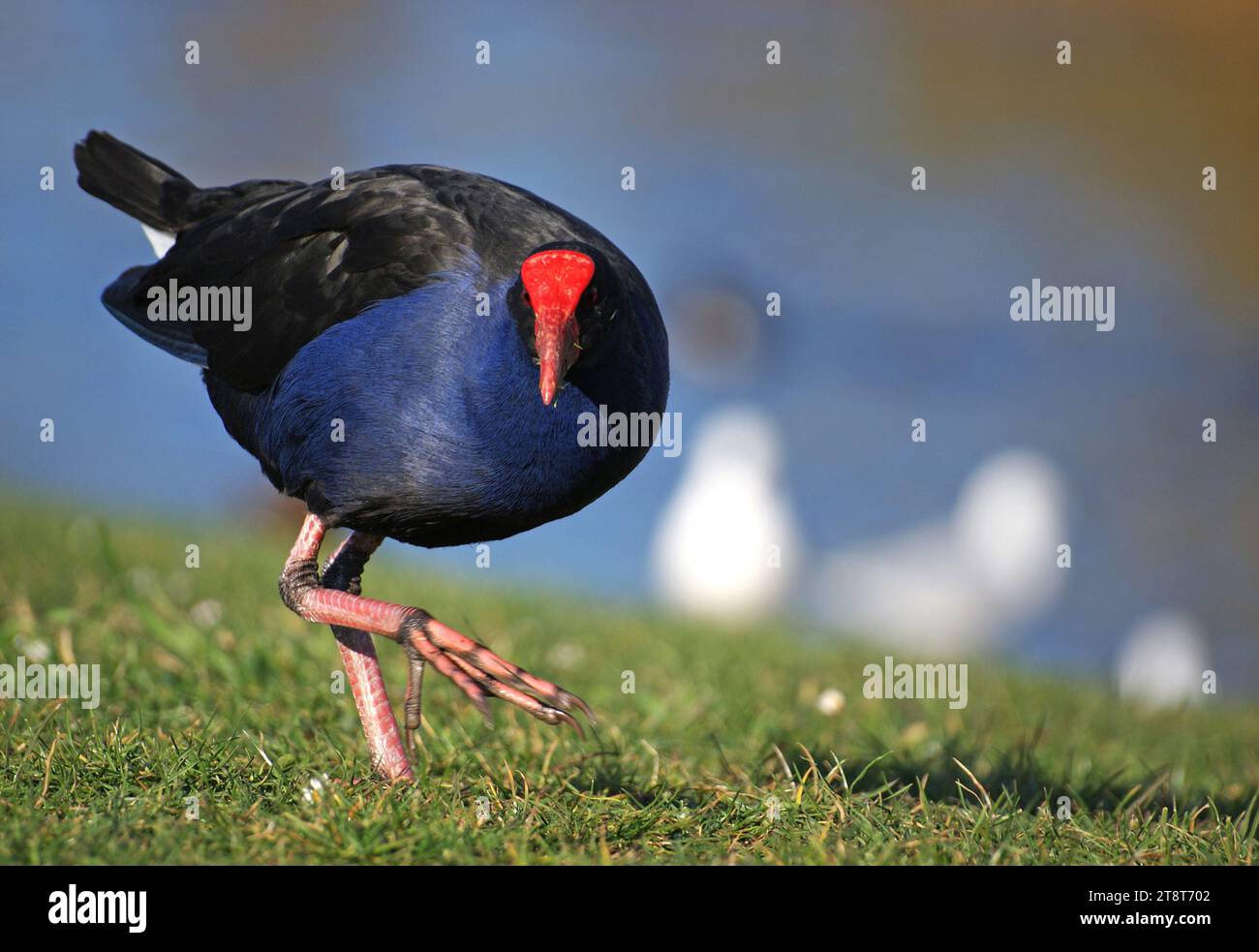 Foraging species hi-res stock photography and images - Alamy