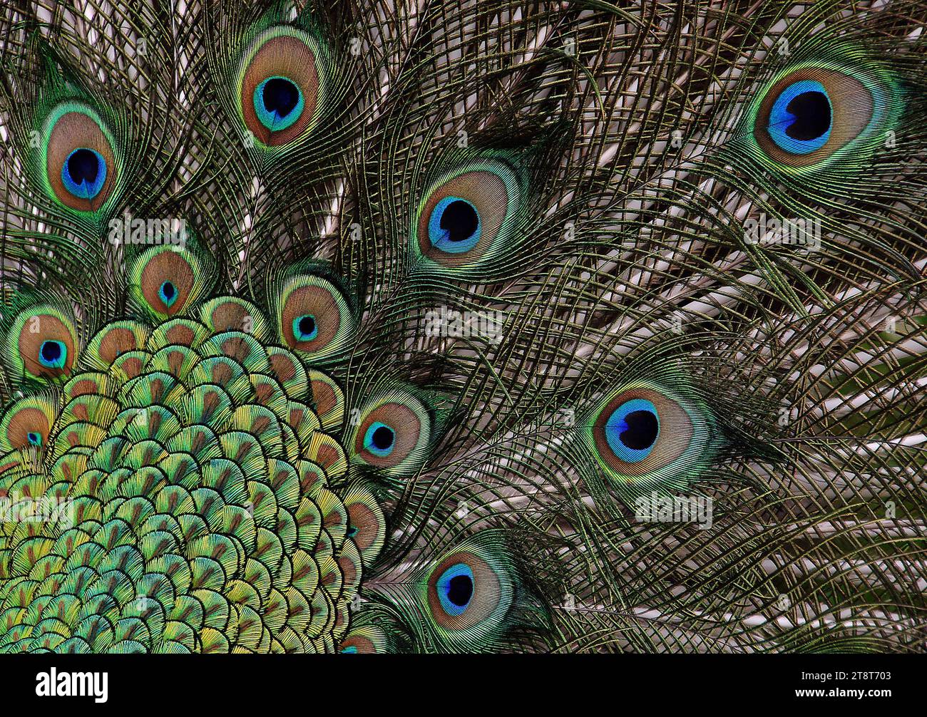 Magnificent large displays hi-res stock photography and images - Alamy