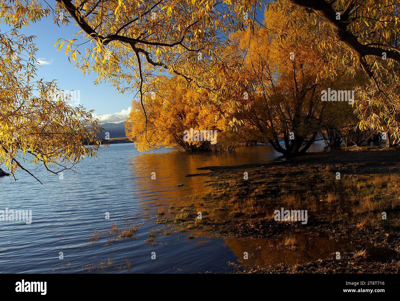 Lake tekapo takapo hi-res stock photography and images - Alamy
