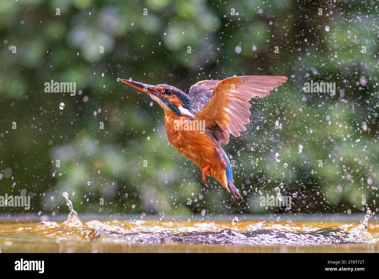 A Common Kingfisher taking off from the water to fly back to its perch ...