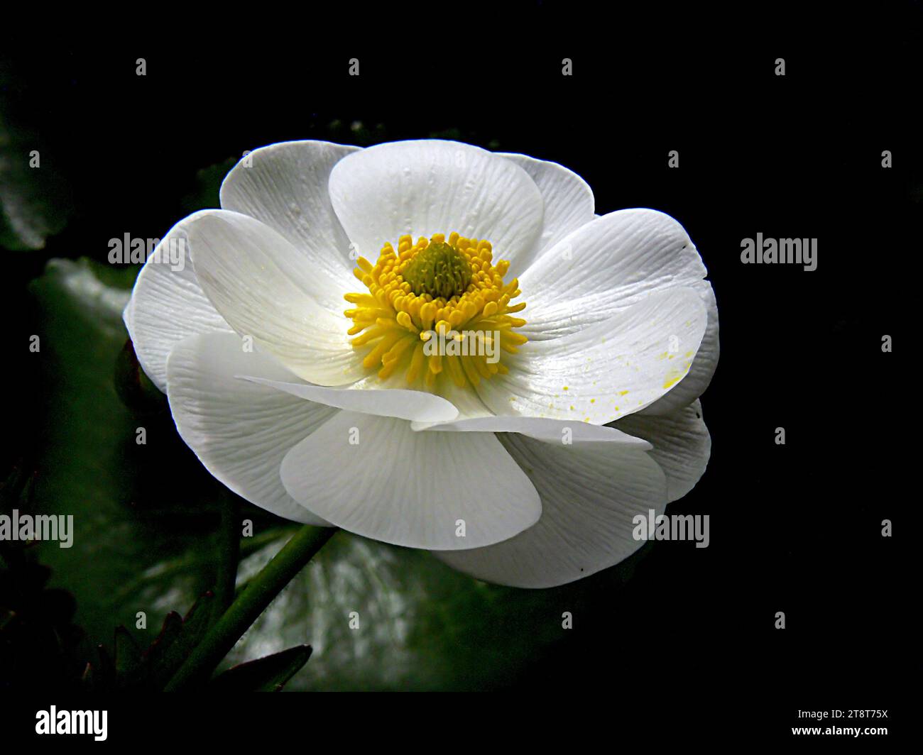 Mount Cook Lily. (Ranunculus lyallii ), The Mount Cook lily is in fact ...