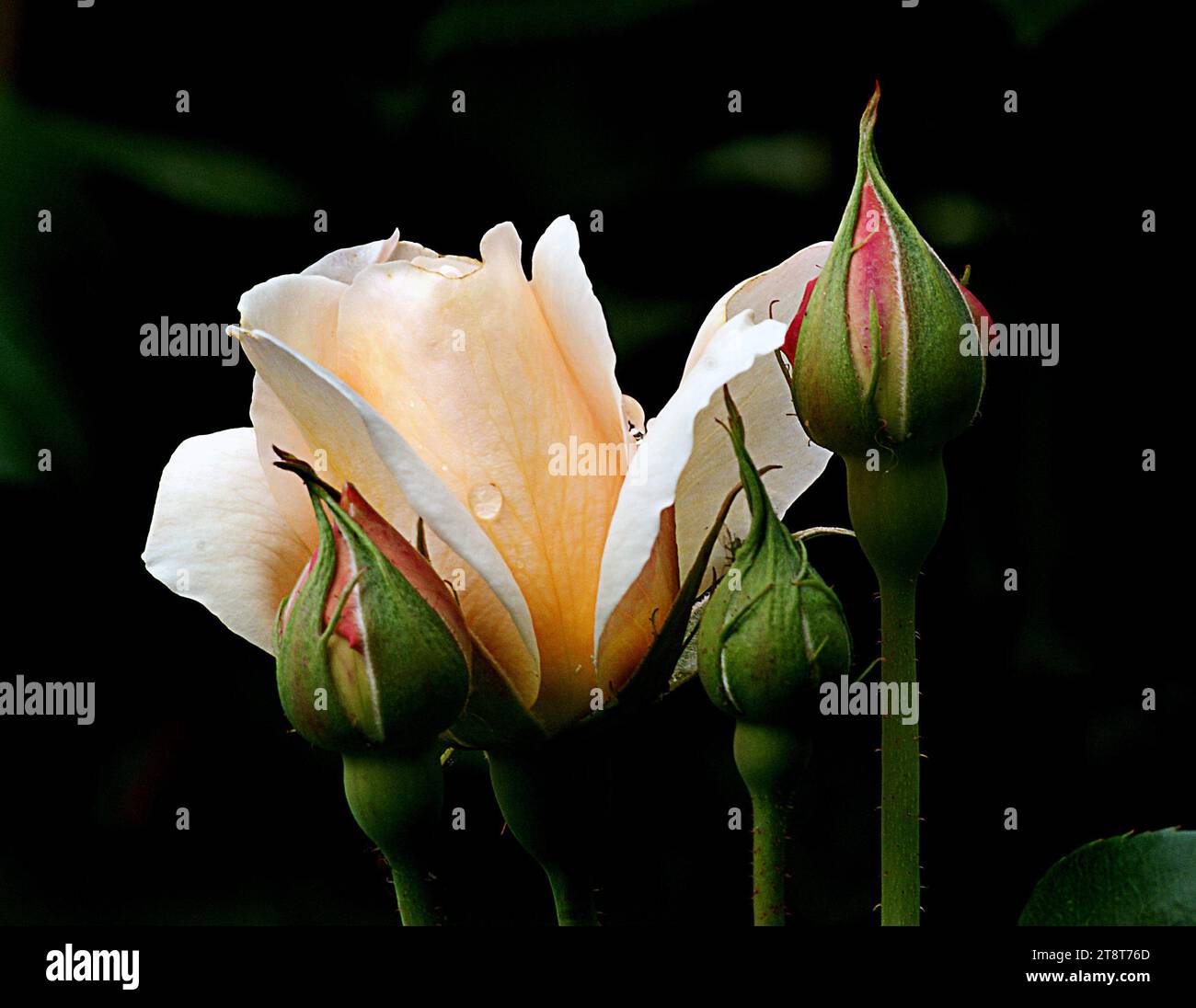 Old noisette roses hi-res stock photography and images - Alamy