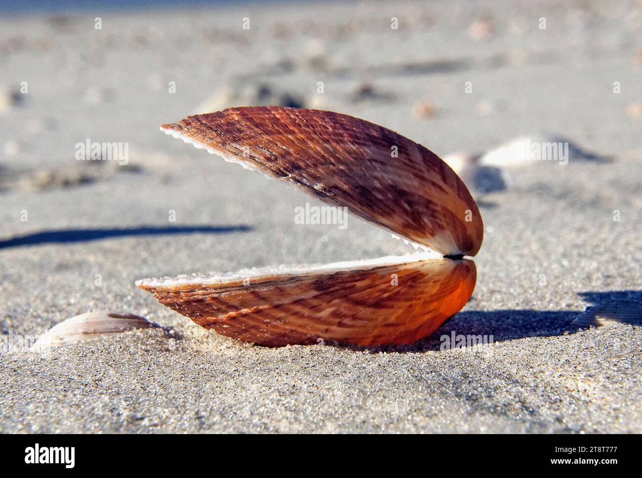 Small edible bivalves hi-res stock photography and images - Alamy