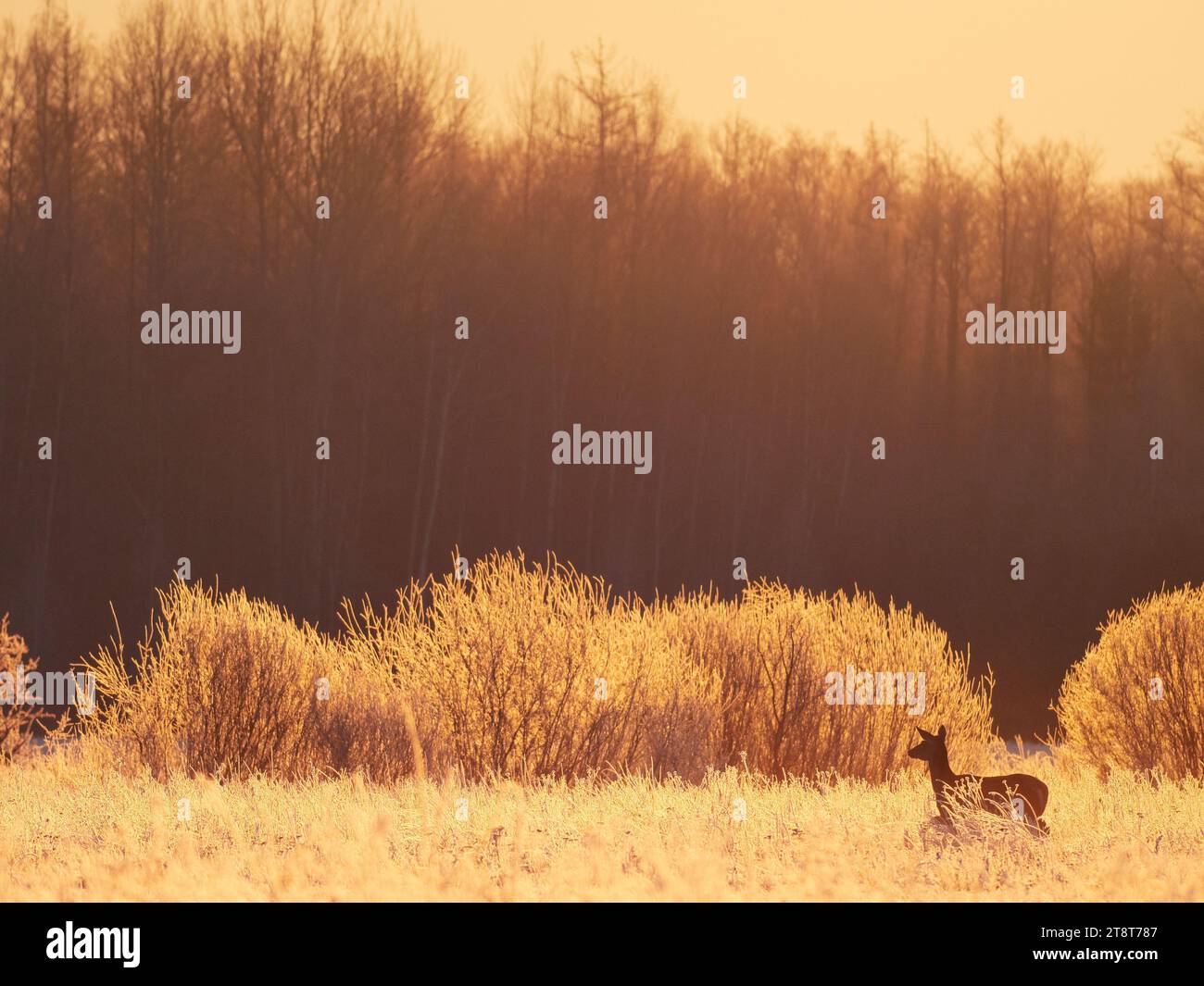Warm deer hi-res stock photography and images - Alamy