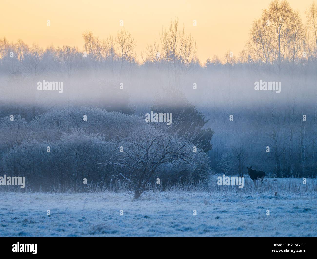 Moose in a winter landscape during a frosty sunrise Stock Photo - Alamy