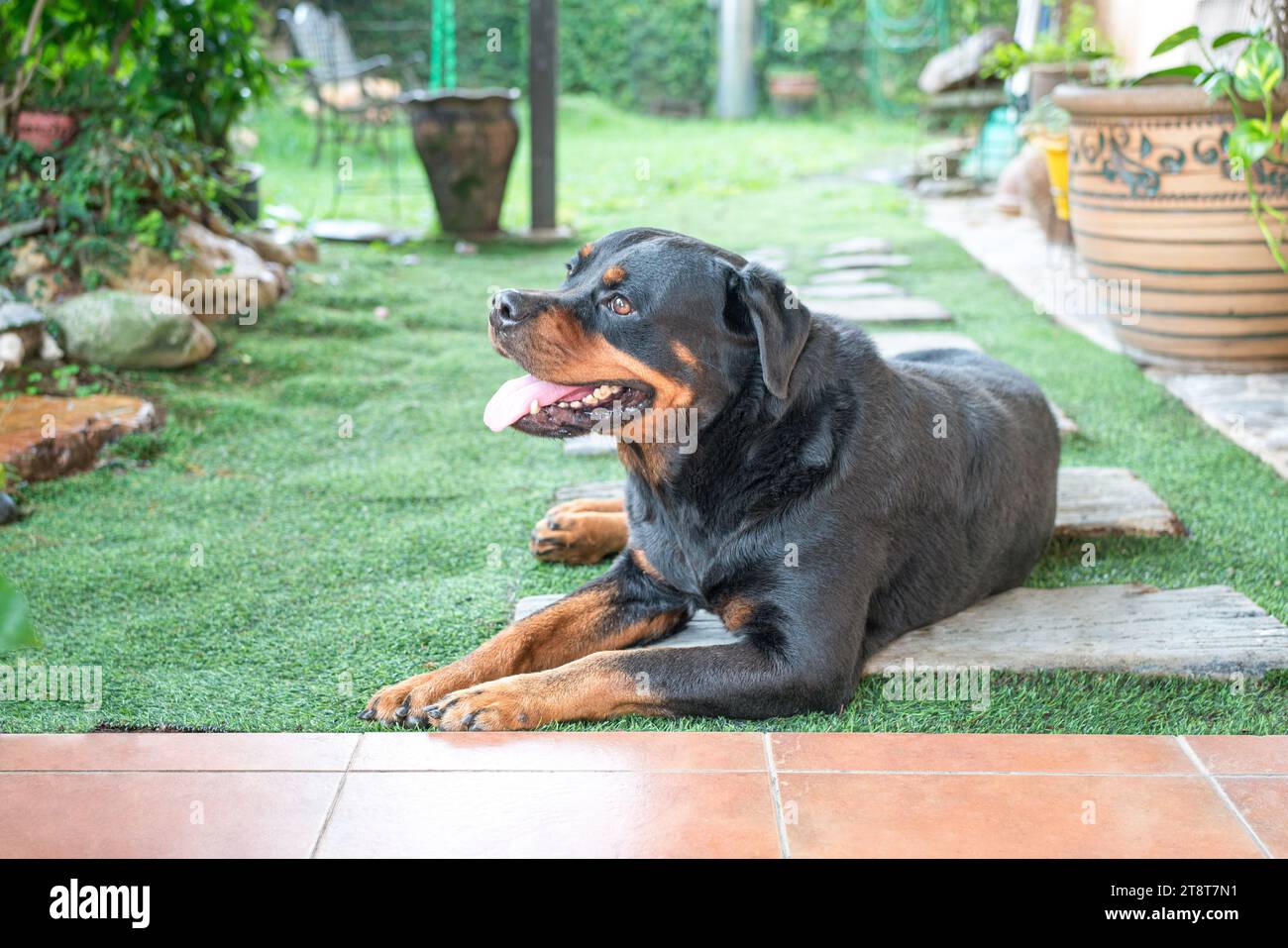 Pet dog Rottweiler sitting down happily in house garden Stock Photo - Alamy