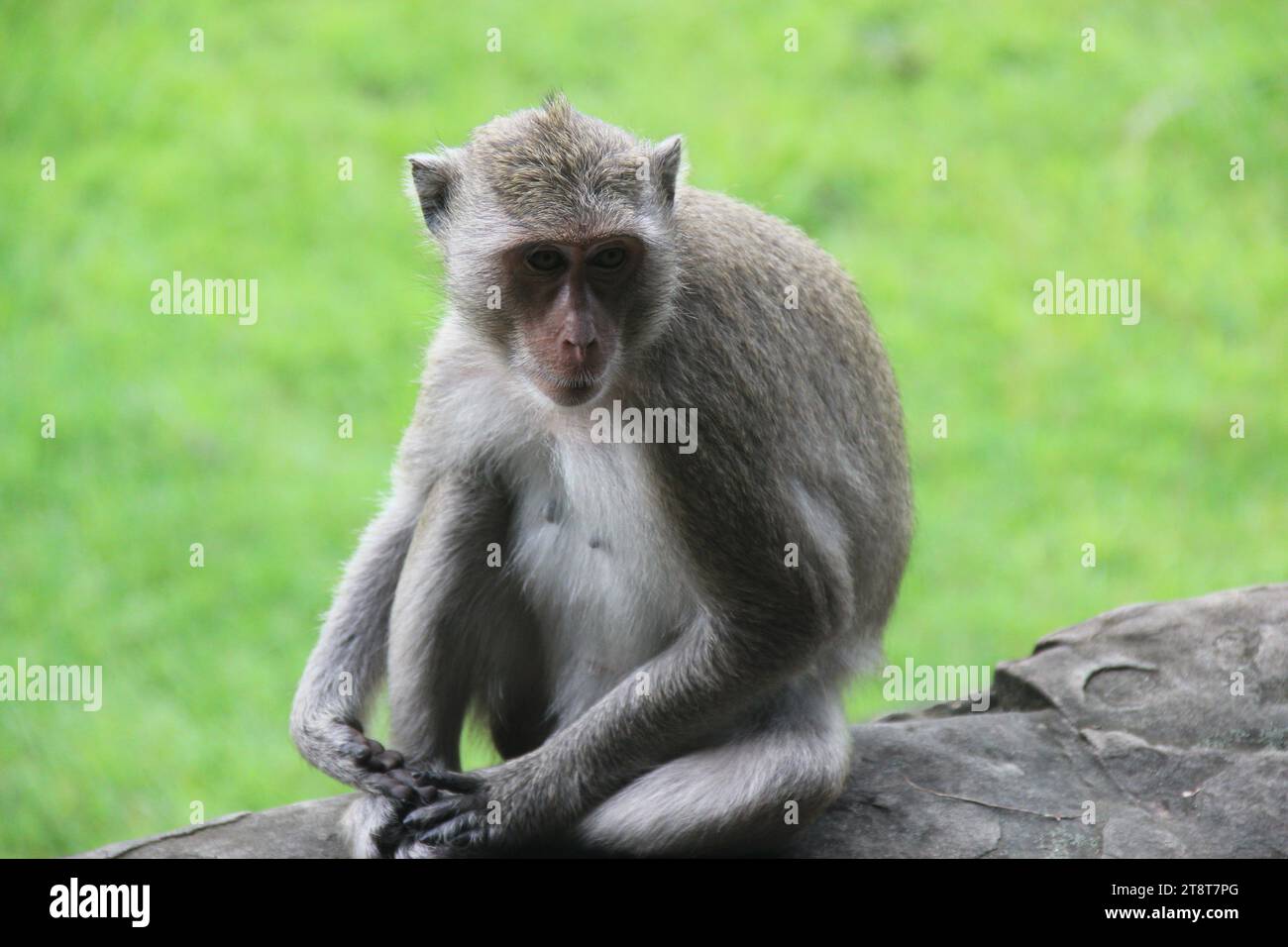 Angkor Wat Monkey, Khmer temple, reign of Suryavarman II (1113-1150 AD ...