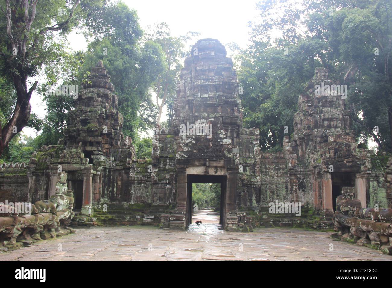 Preah Khan, Khmer temple, ancient Angkor area, Cambodia. Reign of ...
