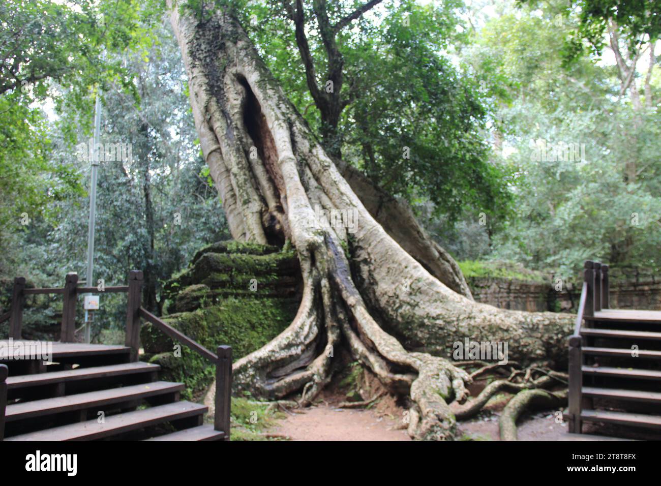 Ta Prohm, Khmer temple, ancient Angkor area, Cambodia. Reign of ...