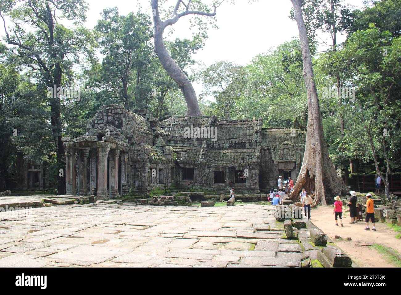 Ta Prohm, Khmer temple, ancient Angkor area, Cambodia. Reign of ...