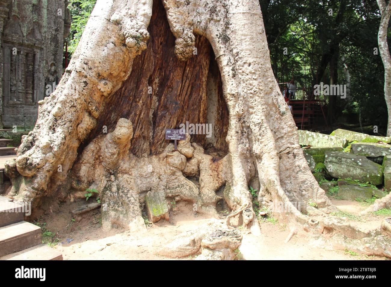 Ta Prohm, Khmer temple, ancient Angkor area, Cambodia. Reign of ...