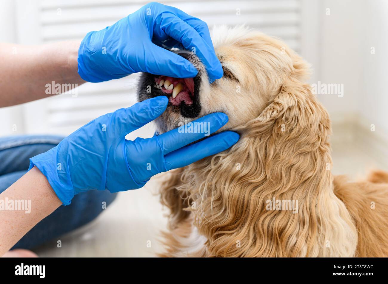 Vet examines a dog's teeth at clinic. Women's hands in blue gloves ...