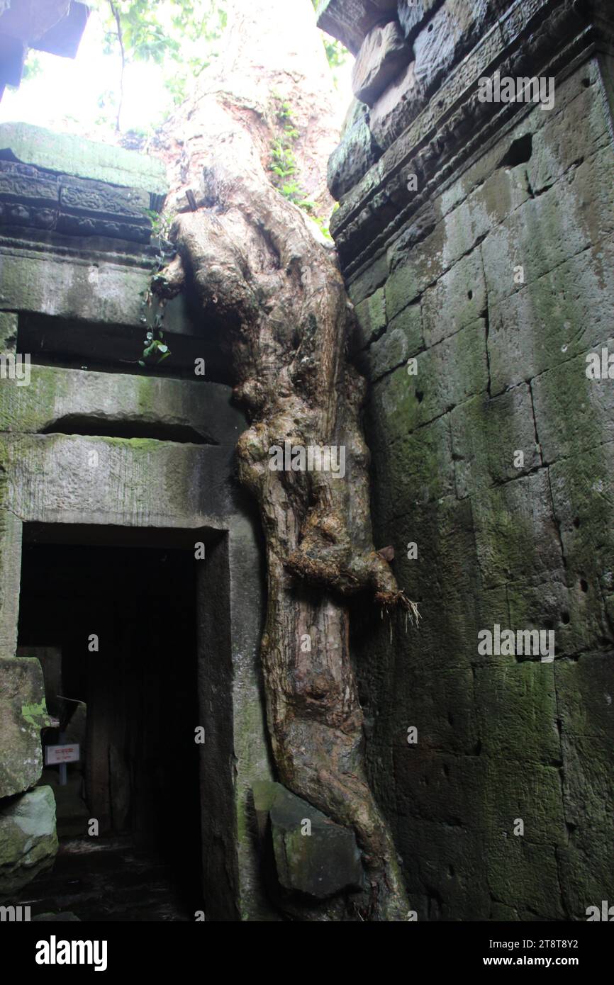 Preah Khan, Khmer temple, ancient Angkor area, Cambodia. Reign of ...