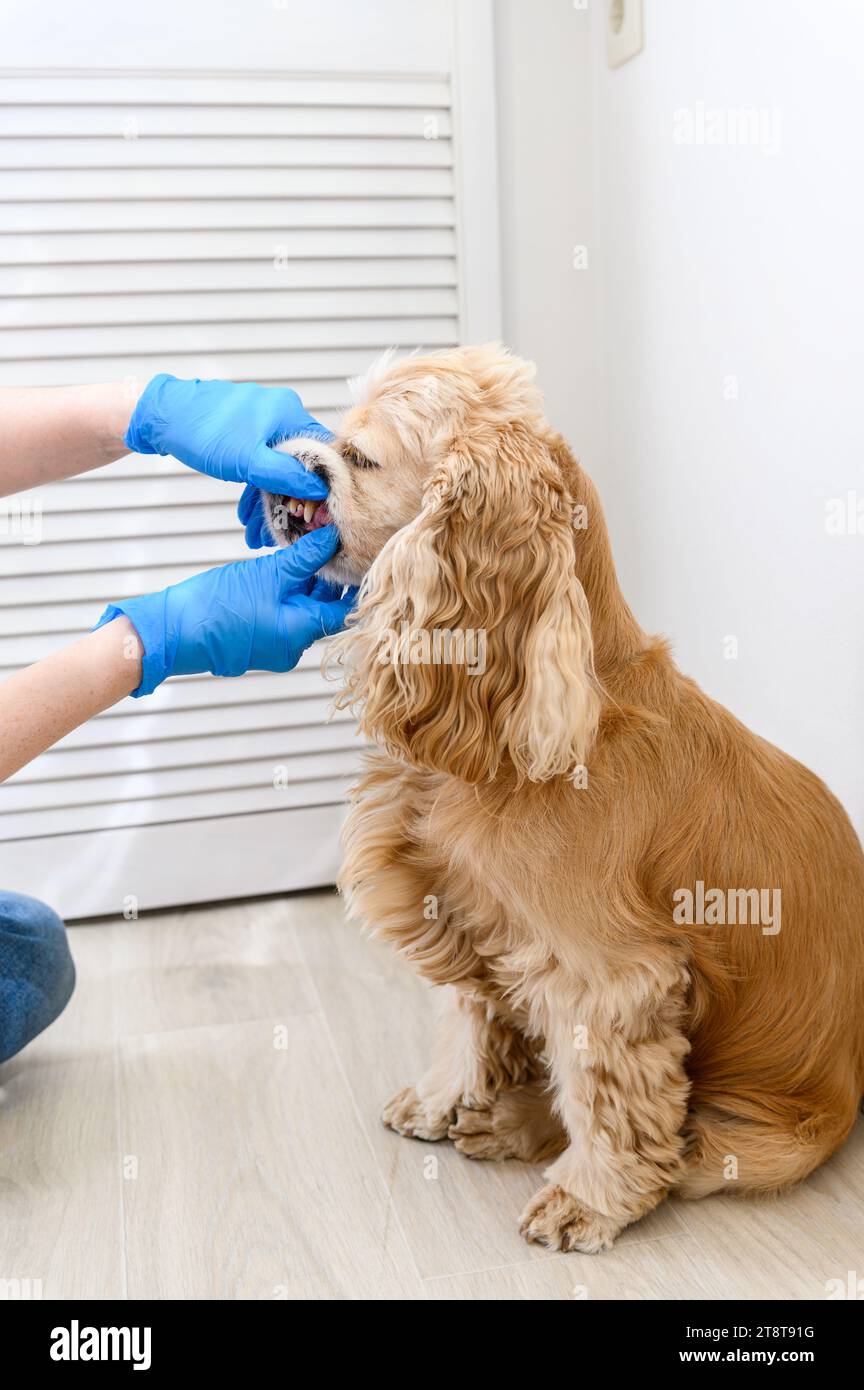 Vet examines a dog's teeth at clinic. Women's hands in blue gloves ...