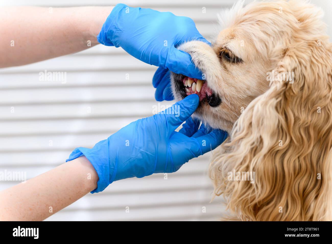 Vet examines a dog's teeth at clinic. Women's hands in blue gloves ...