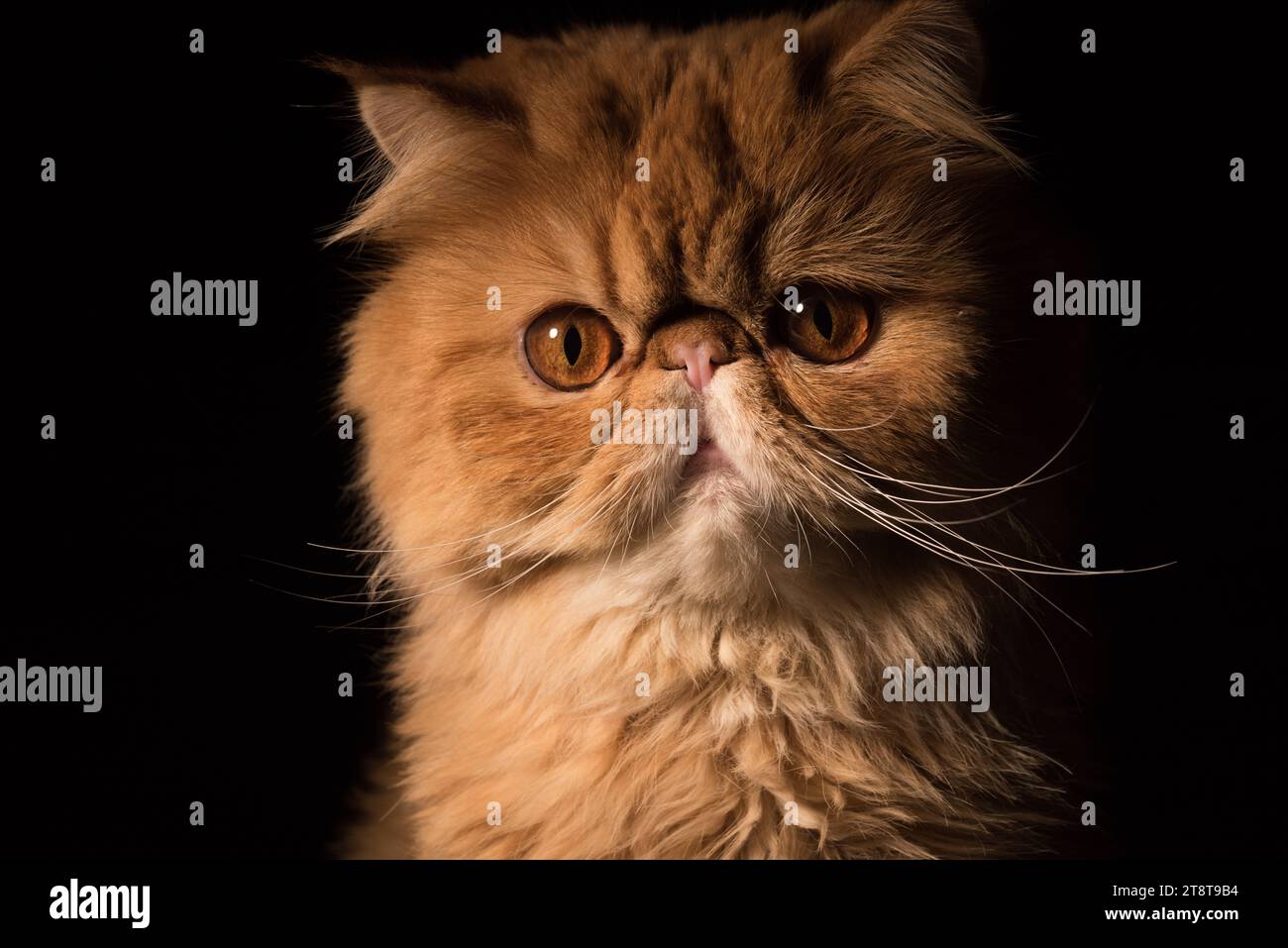 Persian Exotic Longhair cat is on black background Stock Photo - Alamy