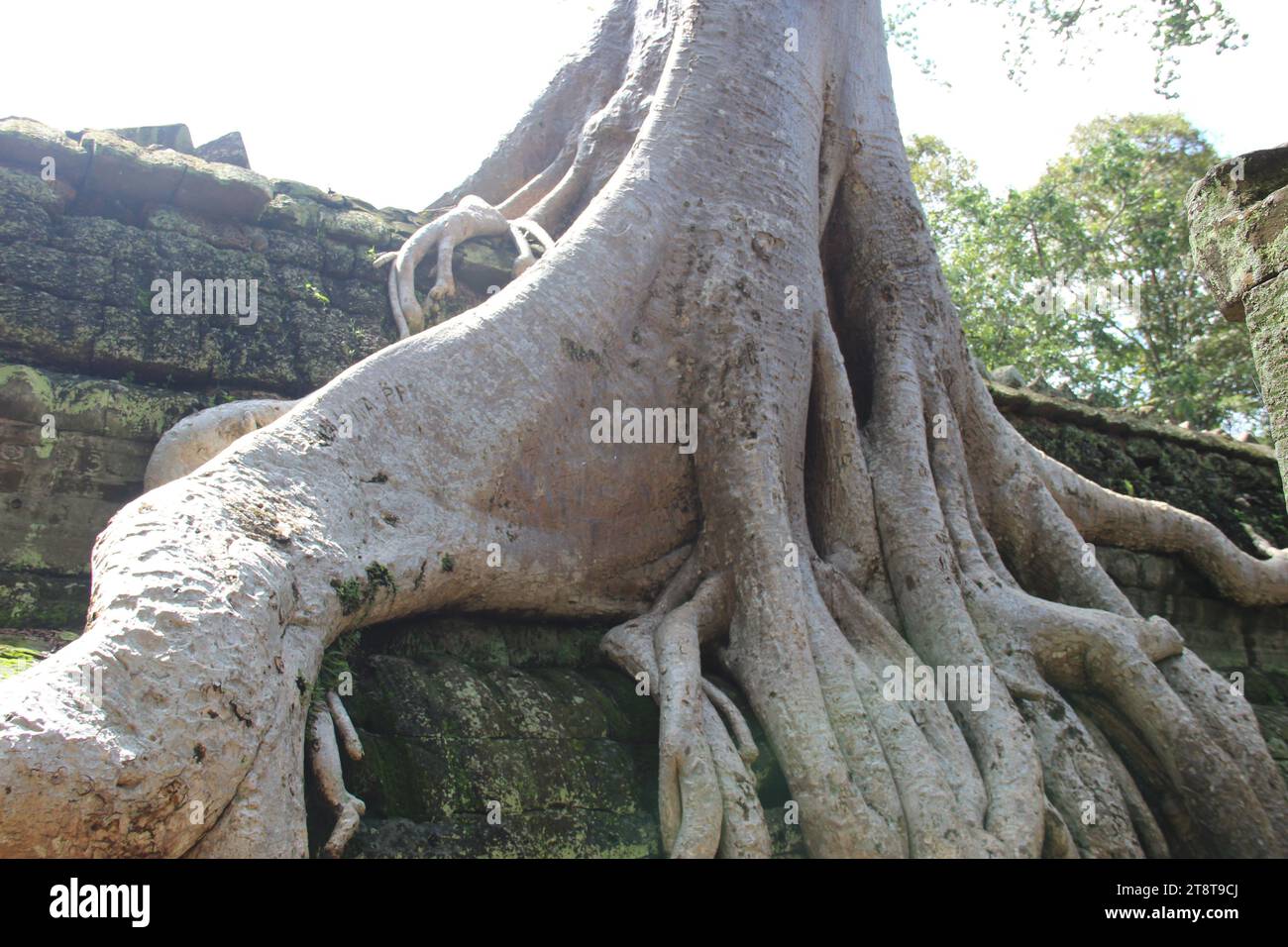 Ta Prohm, Khmer temple, ancient Angkor area, Cambodia. Reign of ...