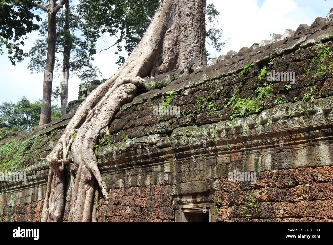 Ta Prohm, Khmer temple, ancient Angkor area, Cambodia. Reign of ...