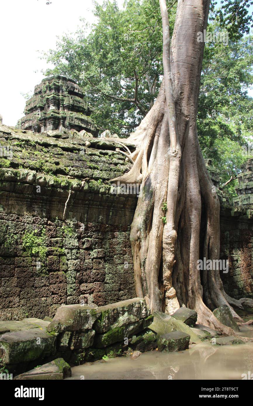 Ta Prohm, Khmer temple, ancient Angkor area, Cambodia. Reign of ...