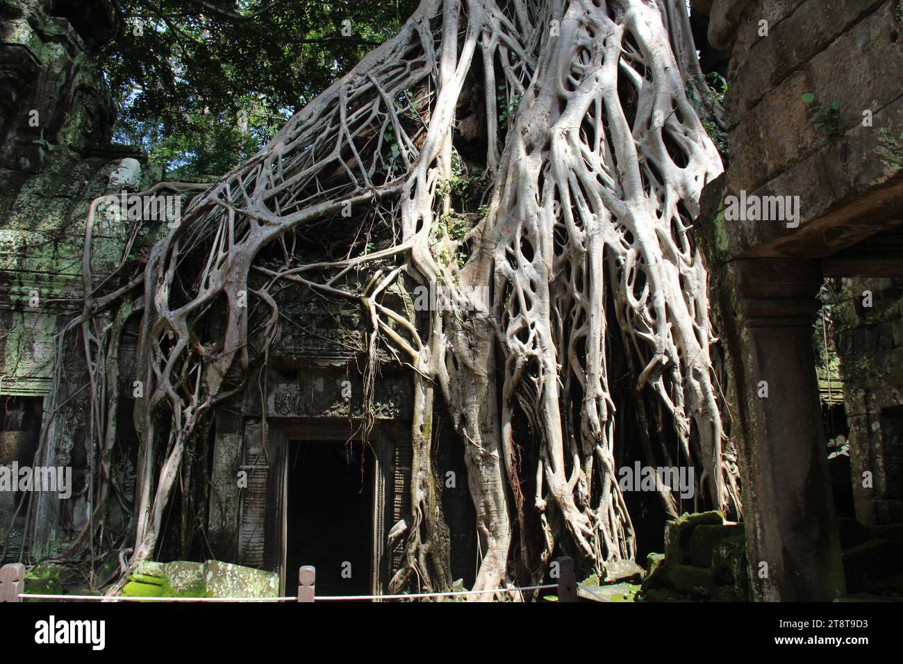 Ta Prohm, Khmer temple, ancient Angkor area, Cambodia. Reign of ...