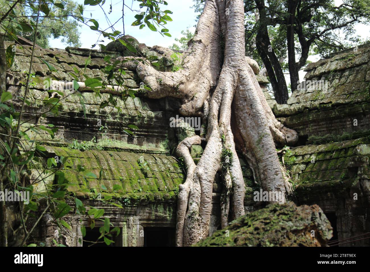 Ta Prohm, Khmer temple, ancient Angkor area, Cambodia. Reign of ...