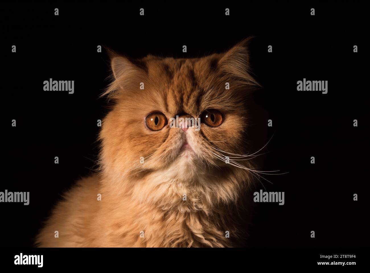 Persian Exotic Longhair cat is on black background Stock Photo - Alamy