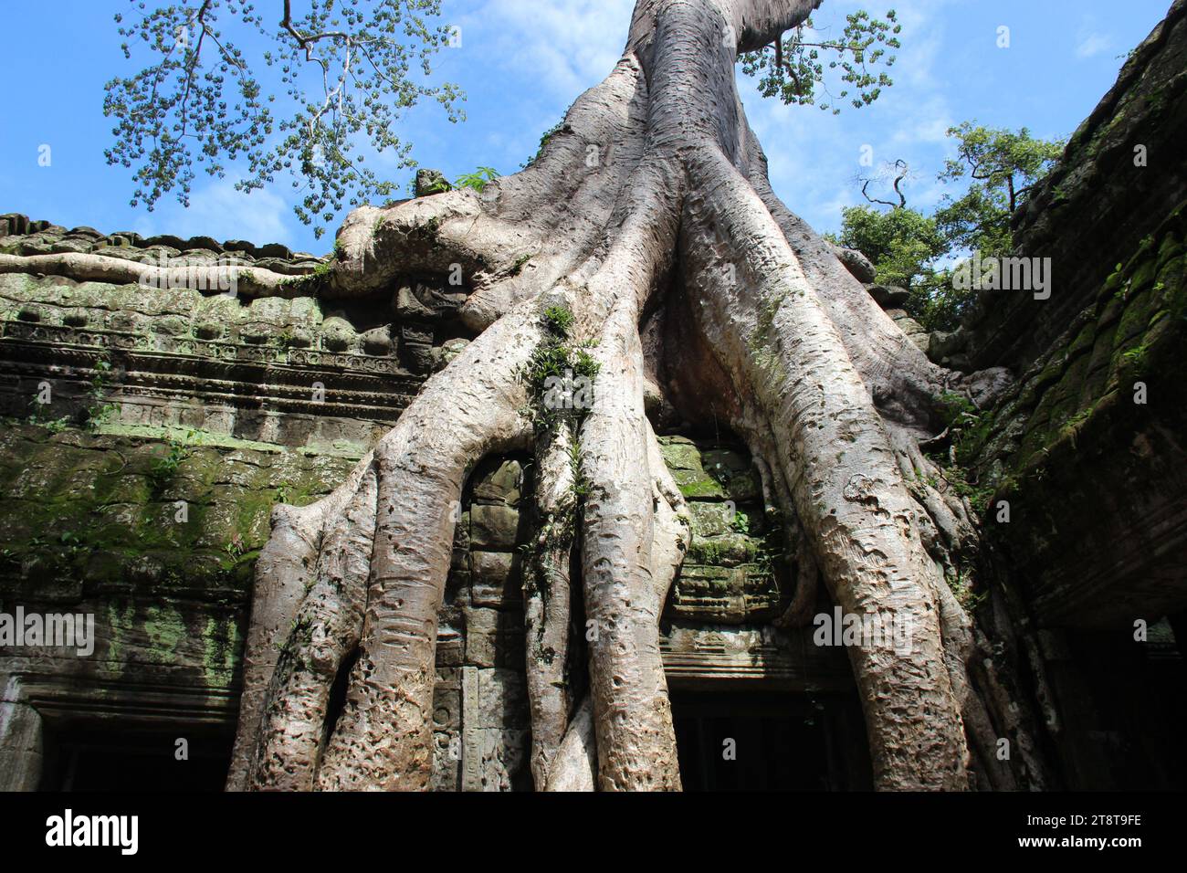 Ta Prohm, Khmer temple, ancient Angkor area, Cambodia. Reign of ...