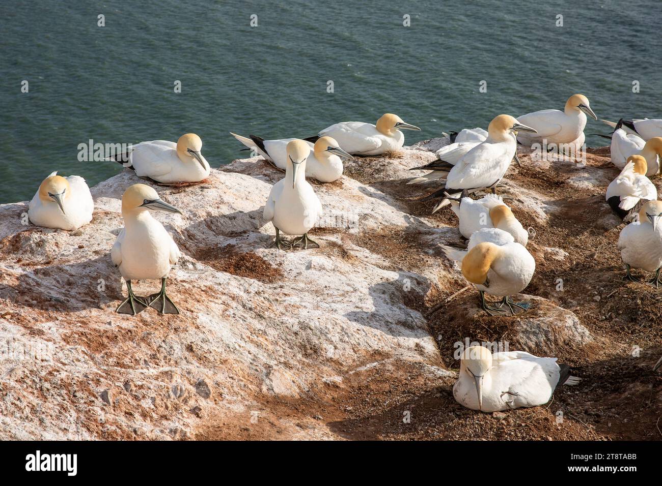 breeding northern gannets on Heligoland Stock Photo - Alamy