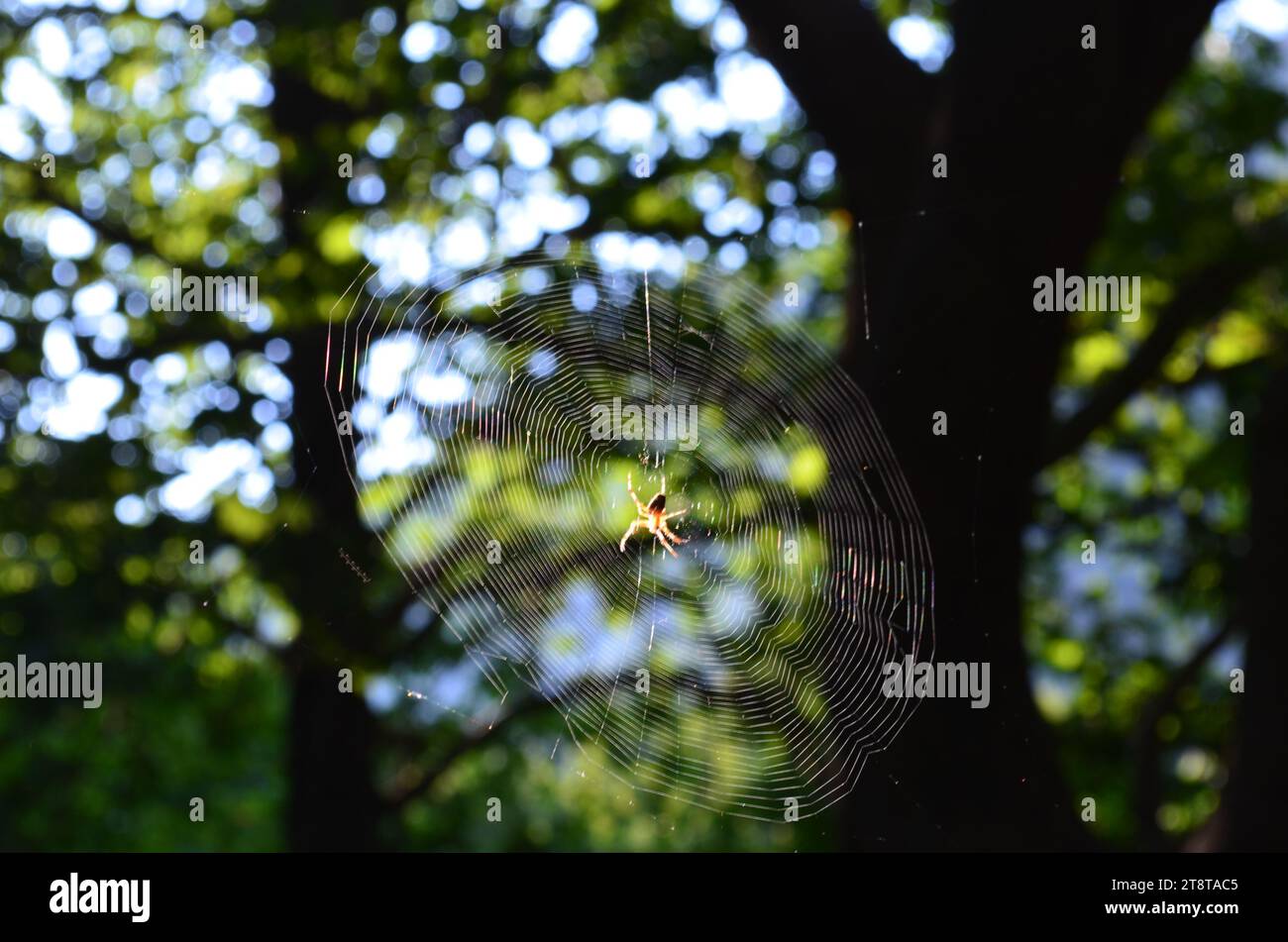 Spider making web Stock Photo - Alamy