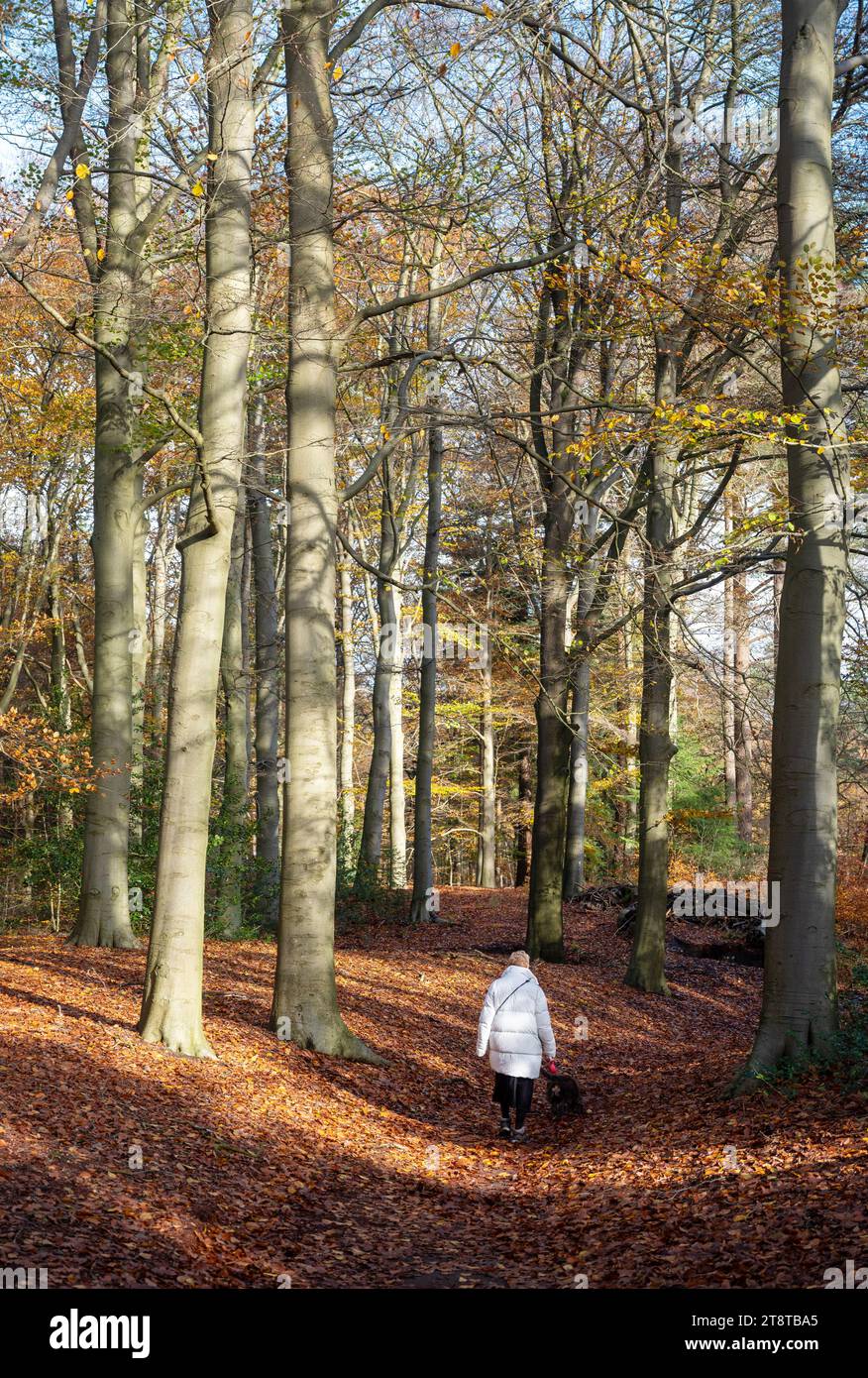 older woman walks dog in colorful fall forest near utrecht in the ...