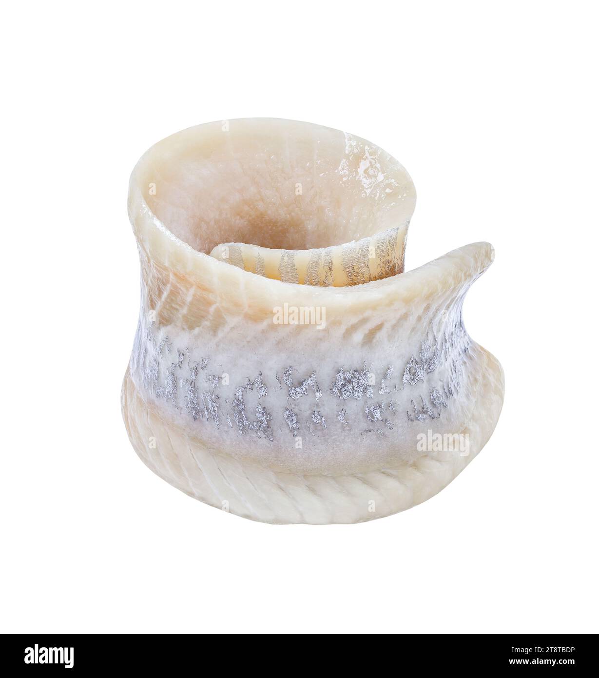 Herring, fish salted, fillet in roll, omega 3, isolated on white ...