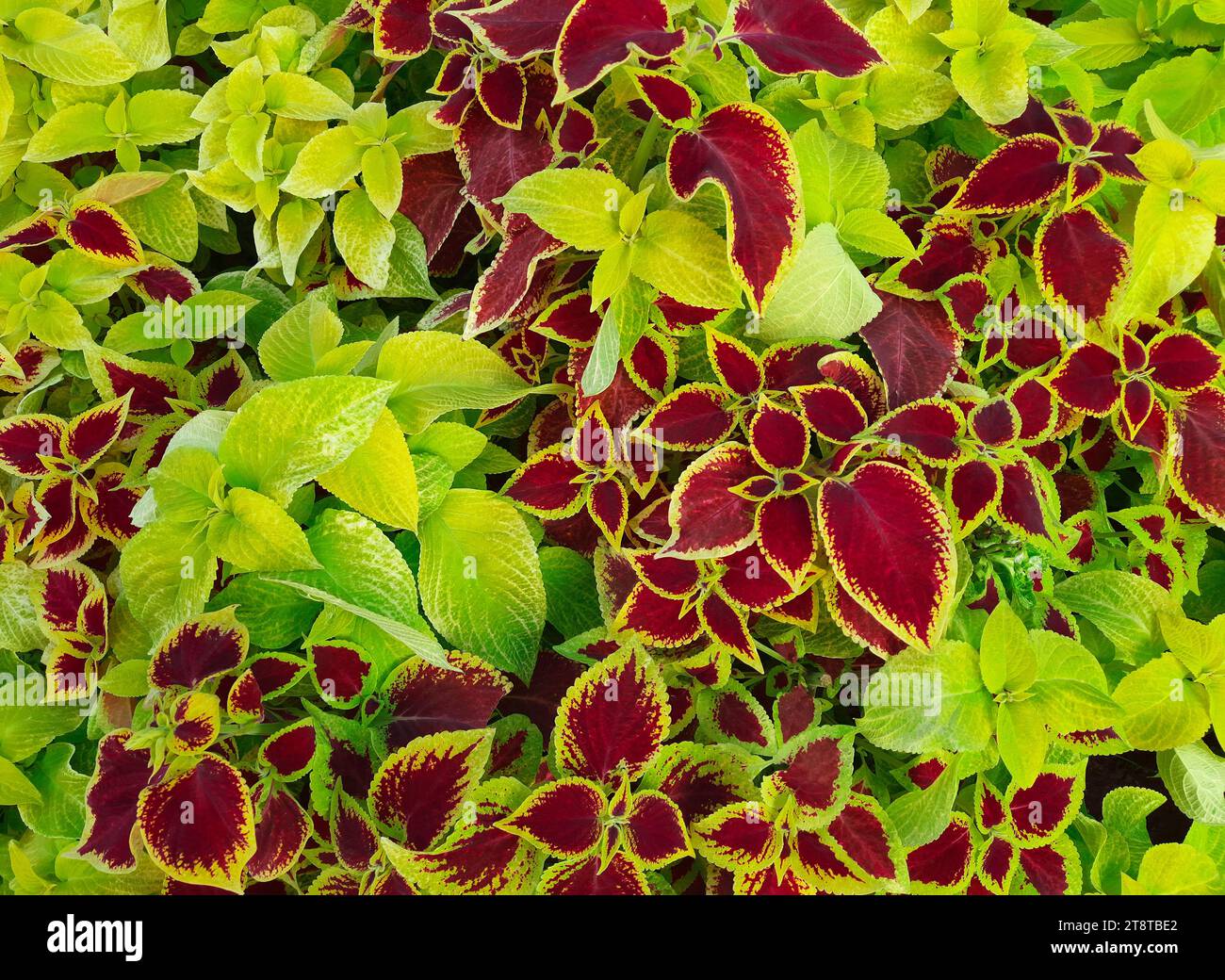 Homogeneous background hi-res stock photography and images - Alamy