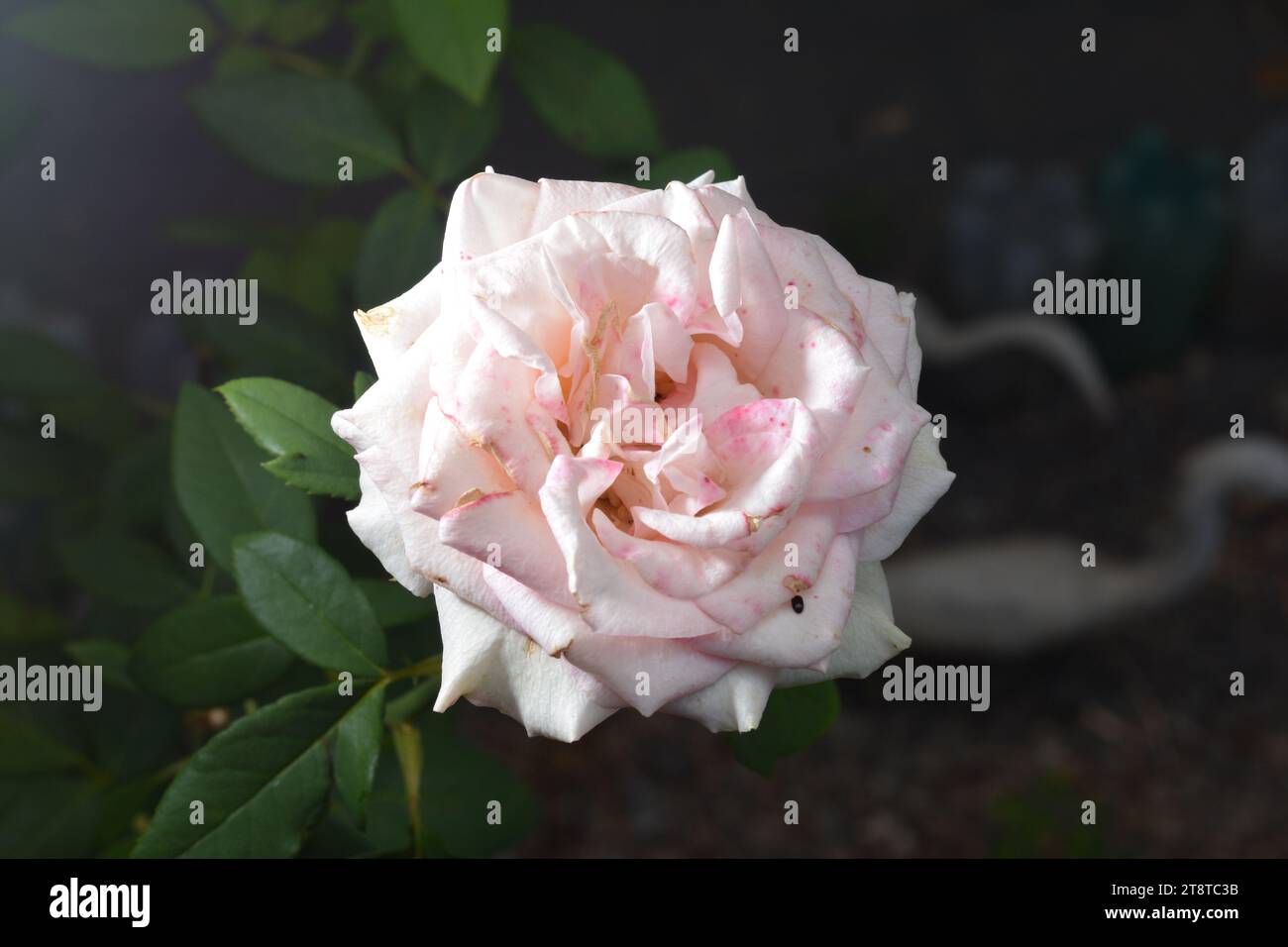 A beautiful and simple flower called a rose Stock Photo - Alamy