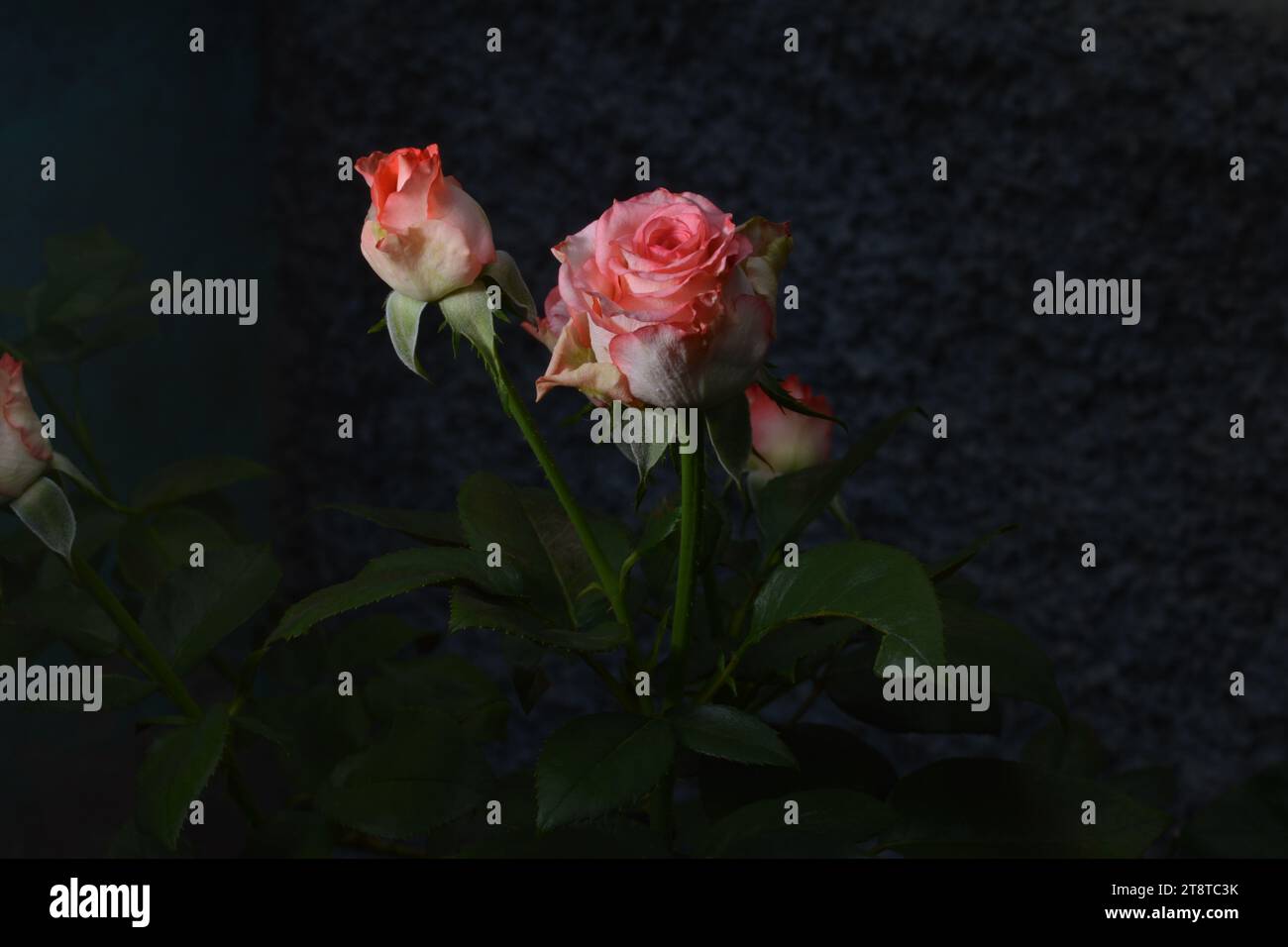 A beautiful and simple flower called a rose Stock Photo - Alamy