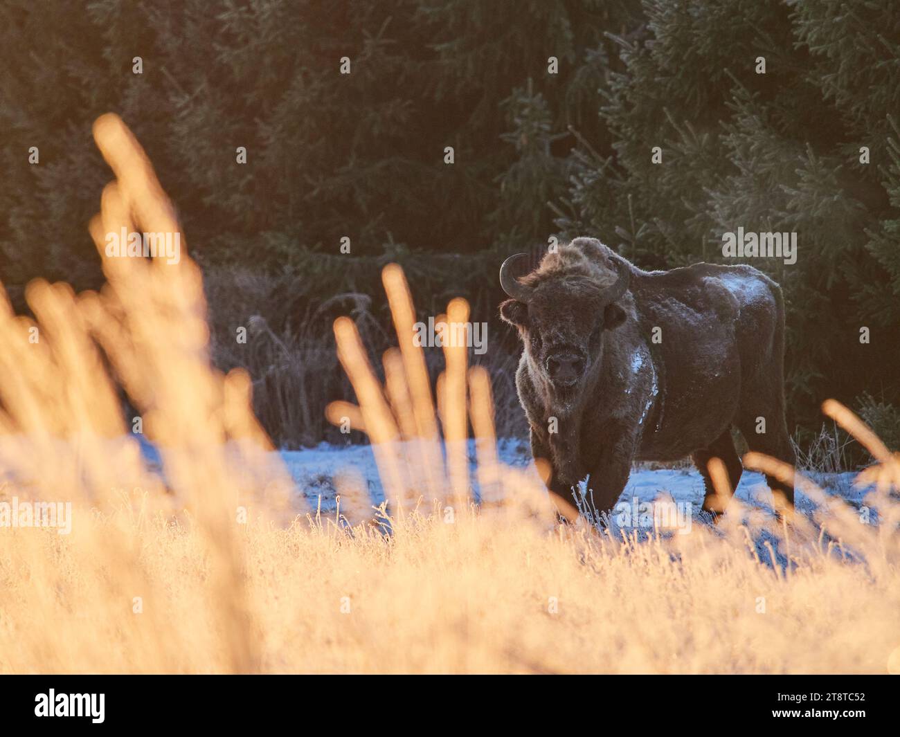 European bison standing during sunrise Stock Photo - Alamy
