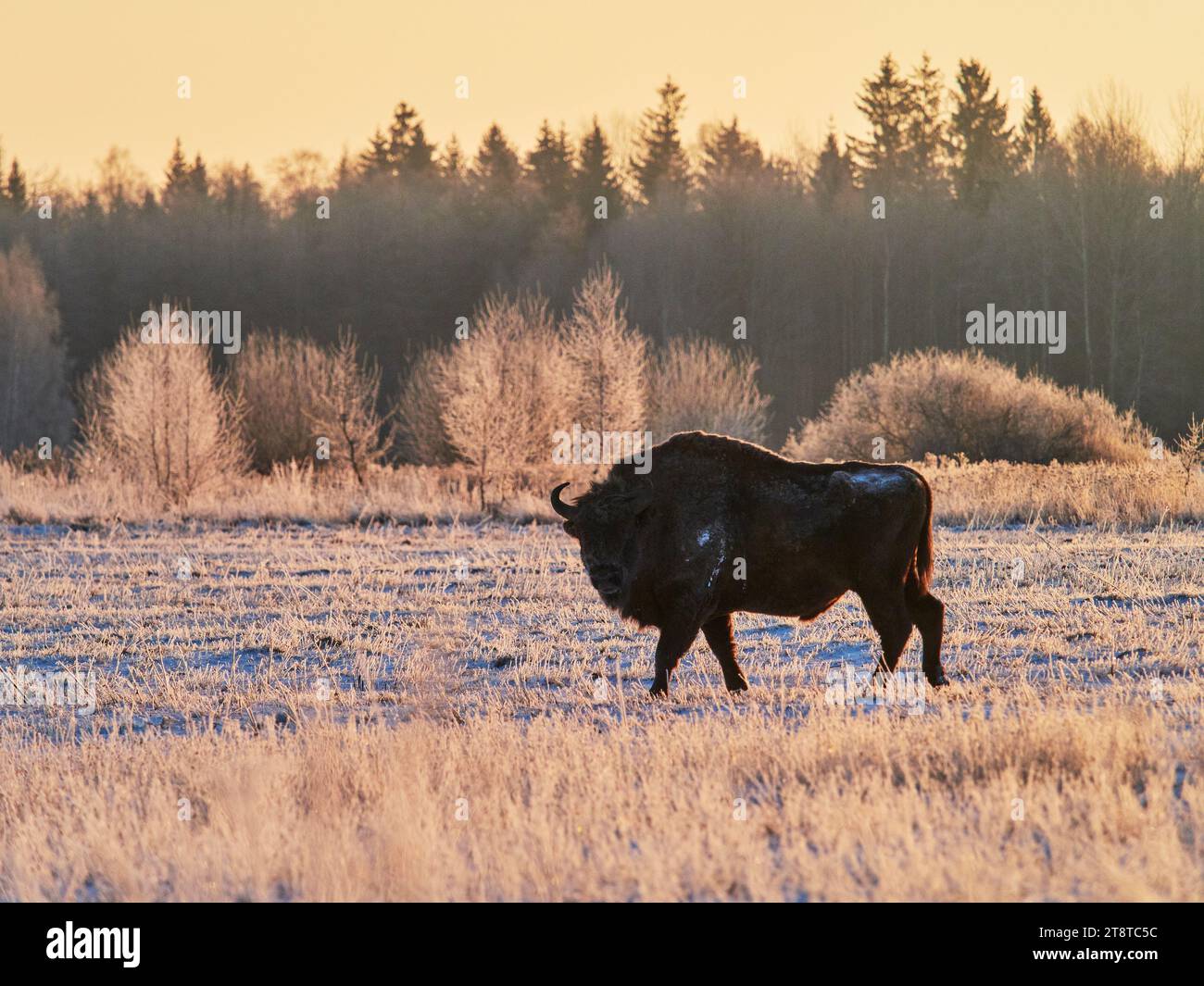 Bison animal walking in meadow hi-res stock photography and images - Alamy